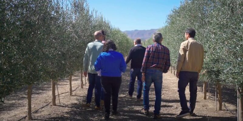 OleoAlmanzora: Guided tour & tasting + Pulpí Geode (6-hours) - The Full Breakdown of the Tour