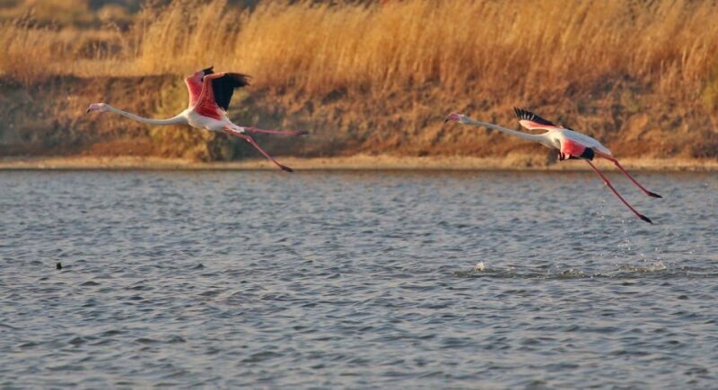 Olhão: Private Boat Tour to Ria Formosa - Practical Details: Transportation, Timing, and Comfort