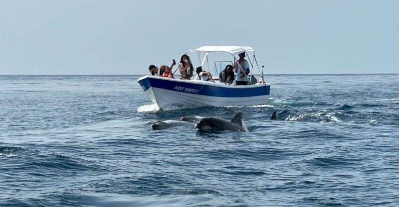 Olhão- Safari Watching Dolphins and other species - Key Points
