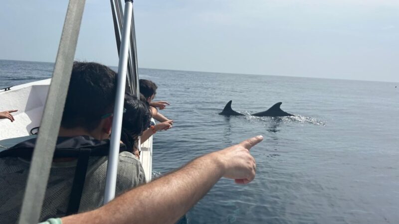 Olhão- Safari Watching Dolphins and other species - An Introduction to the Dolphin Safari Experience