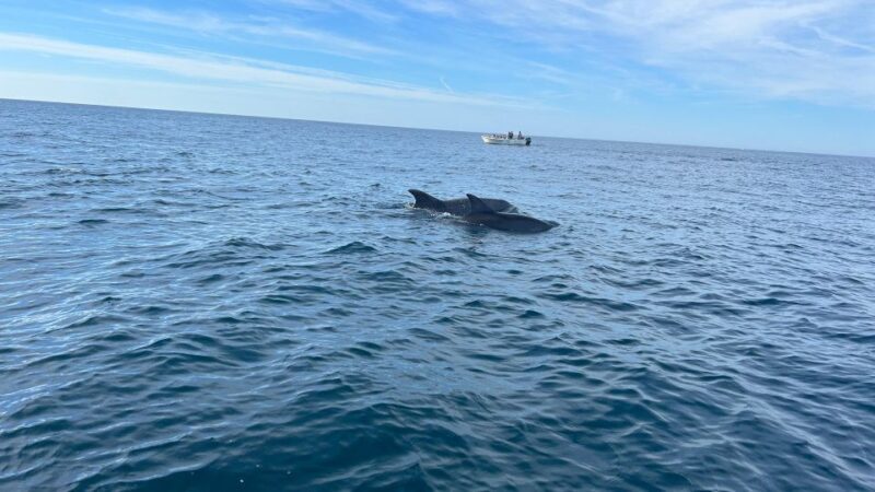 Olhão- Safari Watching Dolphins and other species - What’s Included and What’s Not