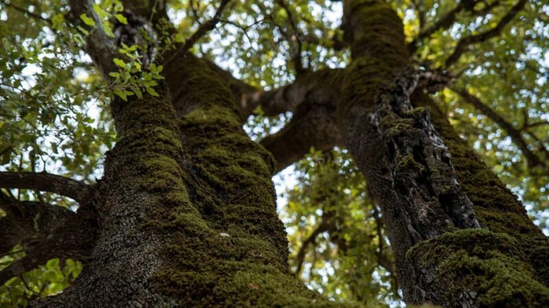 Oliena: Sa Nurre de Su Hoda Cave Hiking - FAQs