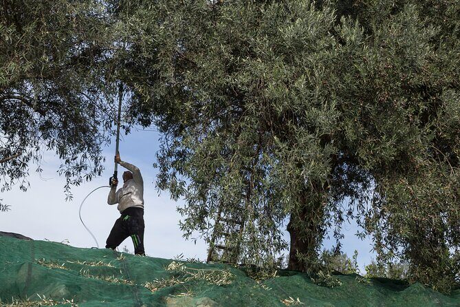Olive harvest, visit to the oil mill and typical lunch - Who Should Join?