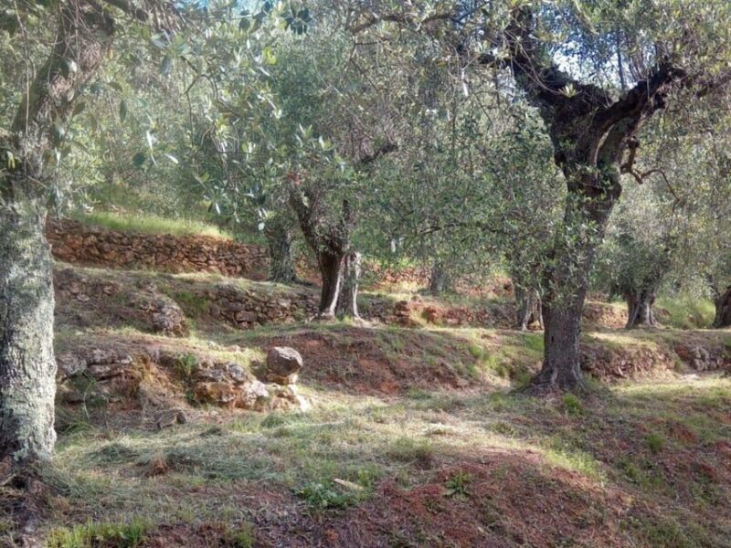 Olive Mill Tour with Oil and Food Tastings near Pisa - A Detailed Look at the Experience