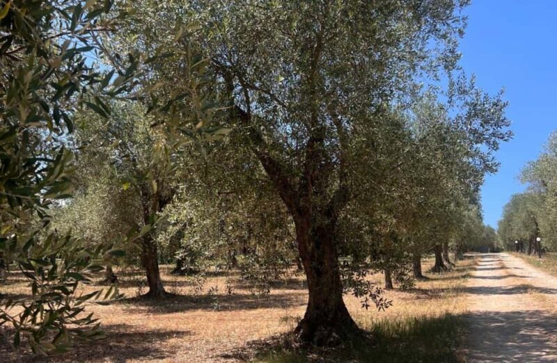 Olive Mill Tour with Olive Oil Tasting in Sassari - An In-Depth Look at the Olive Mill Tour
