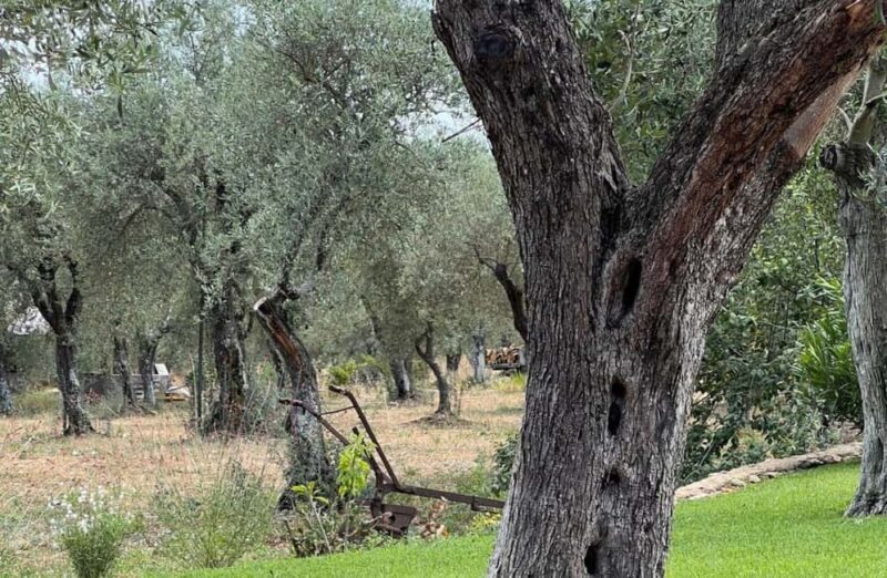 Olive Mill Tour with Olive Oil Tasting in Sassari - Final Thoughts: The Real Value of the Sassari Olive Mill Tour