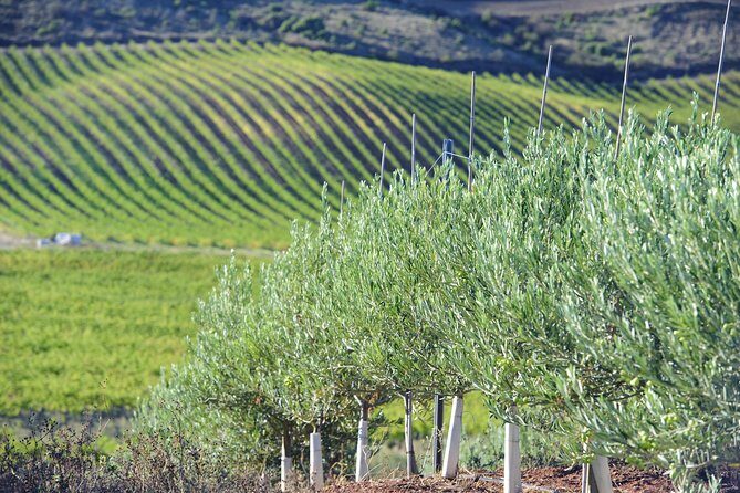 Olive oil and Navarre winery visit with tastings and lunch in small group tour - Key Points