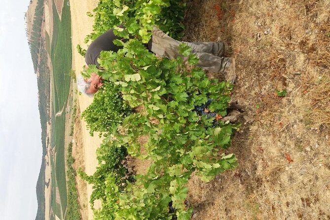 Olive oil and Navarre winery visit with tastings and lunch in small group tour - Practical Details and Logistics