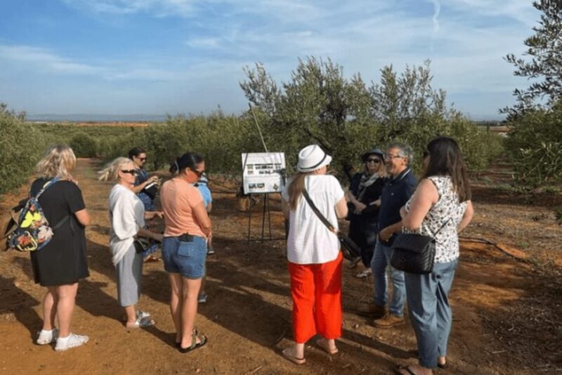 Olive Oil Factory from Sevilla Private Tour - Key Points