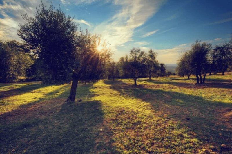 Olive Oil Factory from Sevilla Private Tour - What the Reviews Say