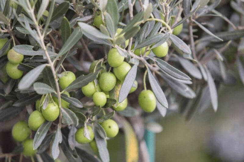 Olive Oil Factory from Sevilla Private Tour - The Sum Up