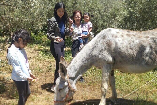 Olive Oil Half Day Private Experience from Granada - FAQs