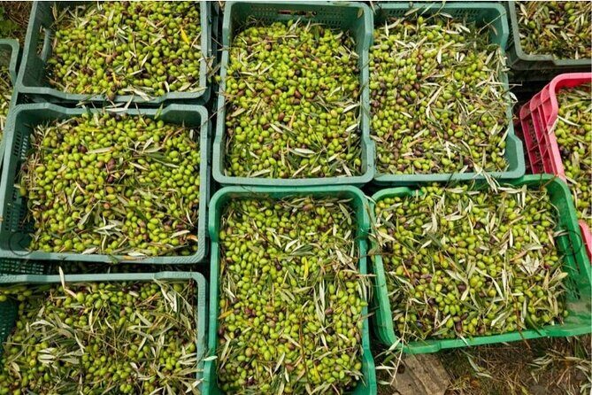 Olive Oil Half Day Private Experience from Granada - The Sum Up