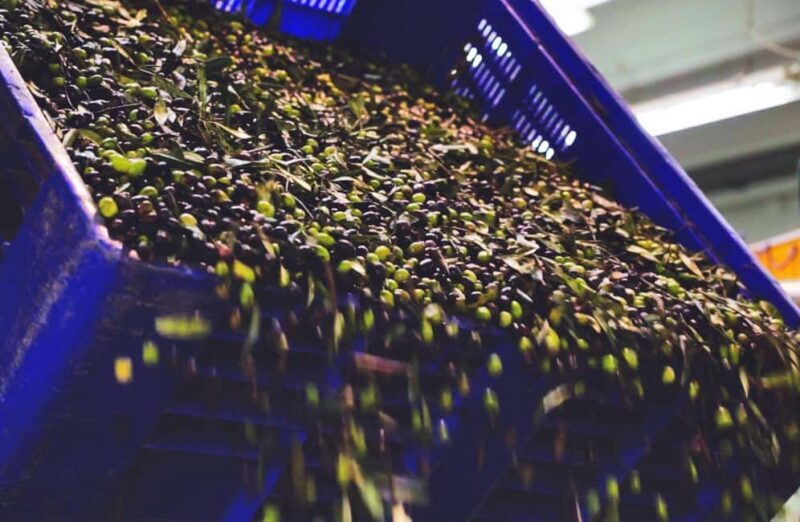 Olive Oil Mill Tour with Tasting and Gift near Bari - Key Points