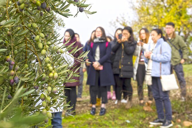 Olive Oil Mill Visit with Extra-Virgin Olive Oil Tasting in Jaén - An In-Depth Look at the Olive Oil Mill Tour in Jaén