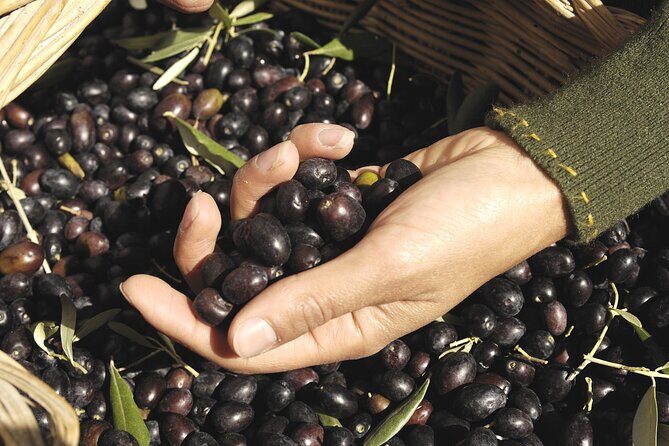 Olive Oil Private Tour in Portugal - Key Points