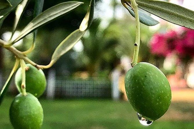 Olive Oil Tasting and Culinary Day Trip in Carmona - Key Points