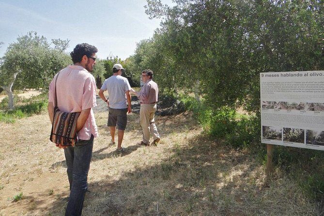 Olive Oil Tasting and Culinary Day Trip in Carmona - An Authentic Taste of Southern Spain’s Olive Heritage