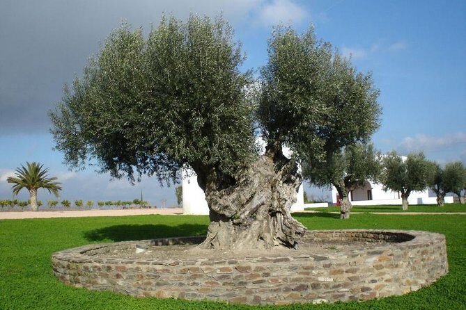 Olive Oil Tasting and Culinary Day Trip in Carmona - Practical Tips for Travelers