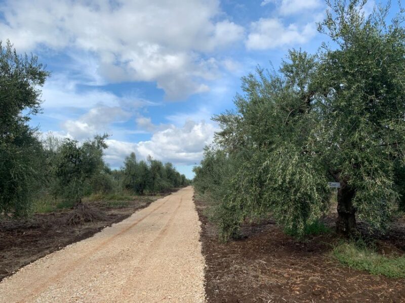 Olive oil tasting and olive grove walking tour - Introduction