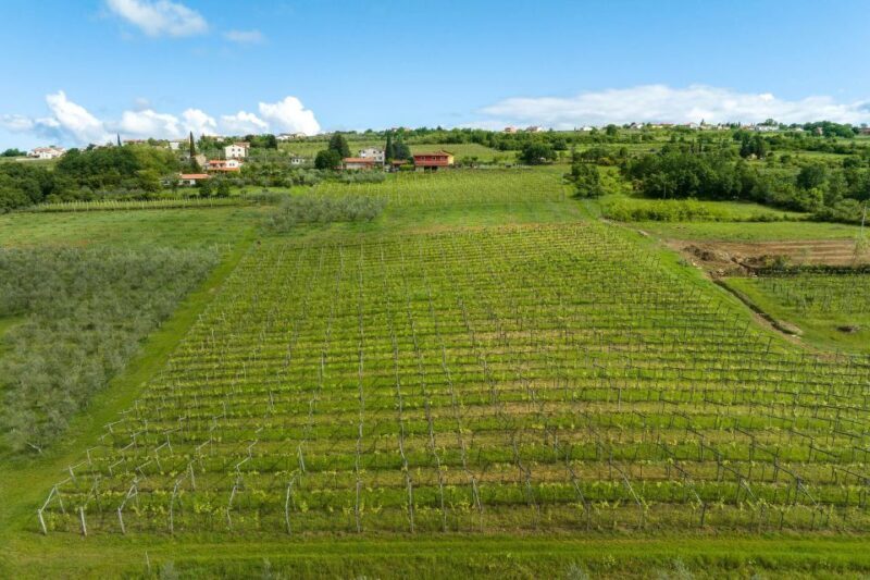 Olive Oil Tasting Experience a Journey of Flavors and Aromas - Why the Olive Oil Tasting Works