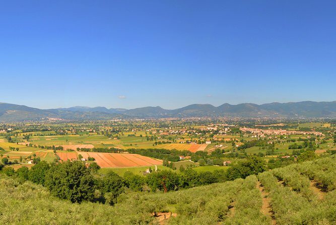 Olive oil tasting with oil mill tour in Umbria. - Exploring the Heart of Umbrian Olive Oil Making