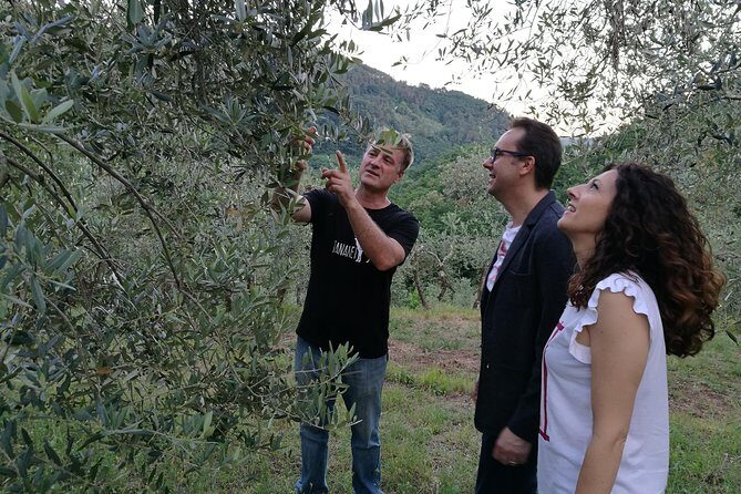 Olive Oil tour with Tuscan dinner - Olive Oil Tour with Tuscan Dinner: An Authentic Taste of Tuscany
