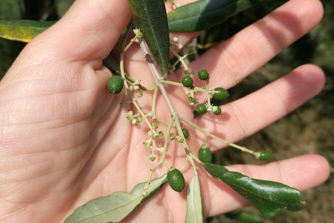 Olive Oil tour with Tuscan dinner - Practical Details and Tips