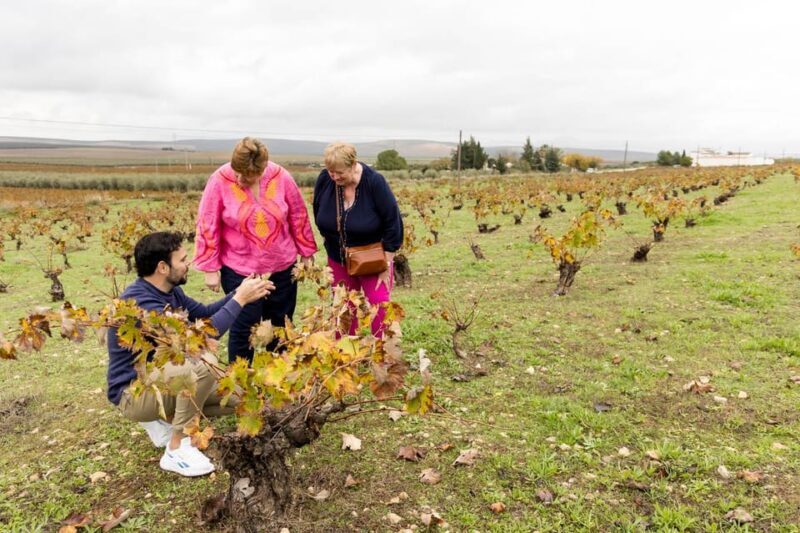 OLIVE OIL & WINE TOUR Organic fields - 5 Wines + 3Olive Oils - Key Points