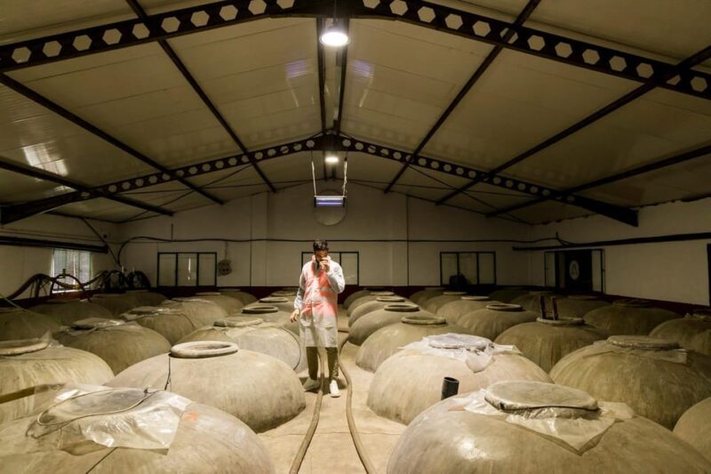 OLIVE OIL & WINE TOUR Organic fields - 5 Wines + 3Olive Oils - A Walkthrough of the Experience