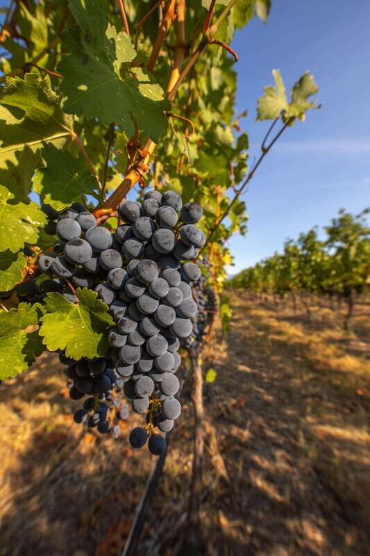 Oliver: Oliver Full Day Guided Wine Tour - A Practical Guide to the Oliver Full Day Guided Wine Tour