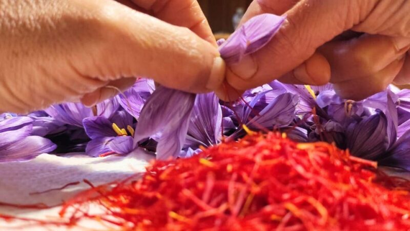 Olmedo: visit to the saffron workshop with tasting - An Introduction to Sardinian Saffron in Olmedo