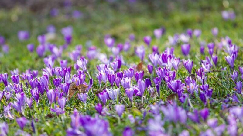 Olmedo: visit to the saffron workshop with tasting - FAQ: Your Questions About the Saffron Workshop in Olmedo