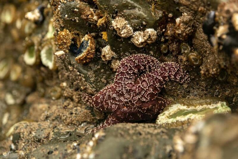 Olympic Full Day Small Group Tour & Hike - An In-Depth Look at What to Expect