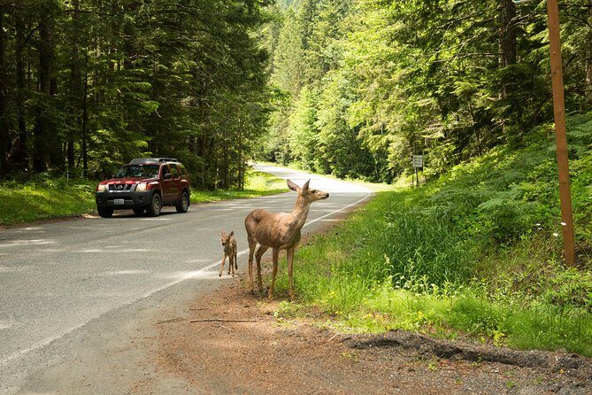 Olympic National Park Day Tour from Seattle - Practical Tips for Visitors