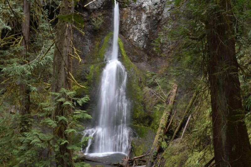 Olympic National Park: Half-Day Tour - Authentic Experiences and Authenticity