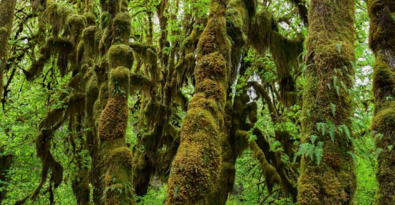 Olympic National Park: Hoh Rain Forest and Rialto Beach Tour - Why Consider This Tour?