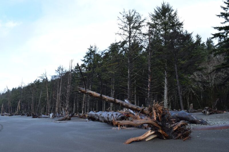Olympic National Park: Hoh Rain Forest and Rialto Beach Tour - The Detailed Itinerary