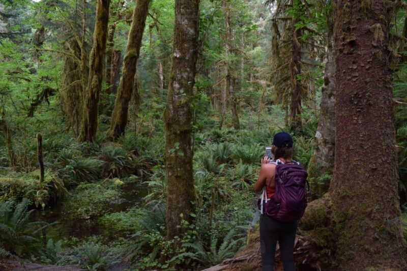 Olympic National Park: Hoh Rain Forest and Rialto Beach Tour - Real Traveler Insights