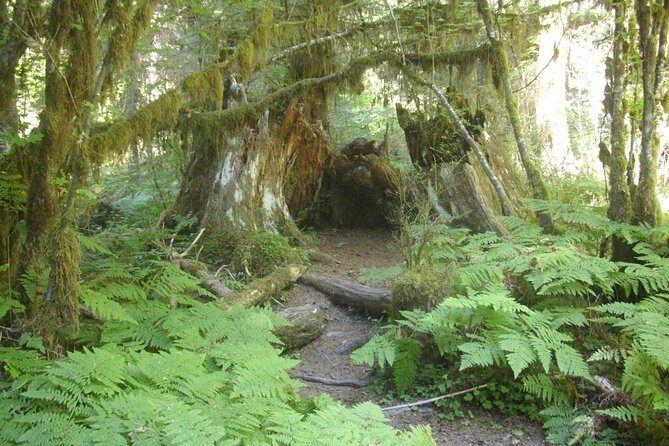 Olympic Peninsula and Forest Tour - An In-Depth Look at the Olympic Peninsula and Forest Tour
