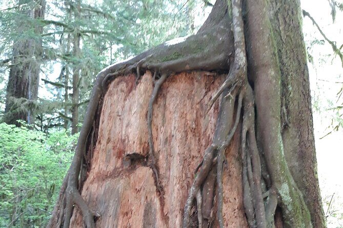 Olympic Peninsula and Forest Tour - Key Points
