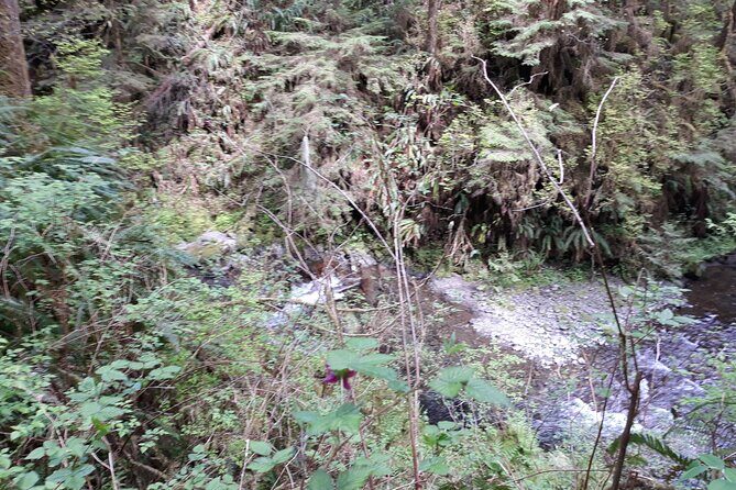 Olympic Peninsula and Forest Tour - Price and Value Analysis
