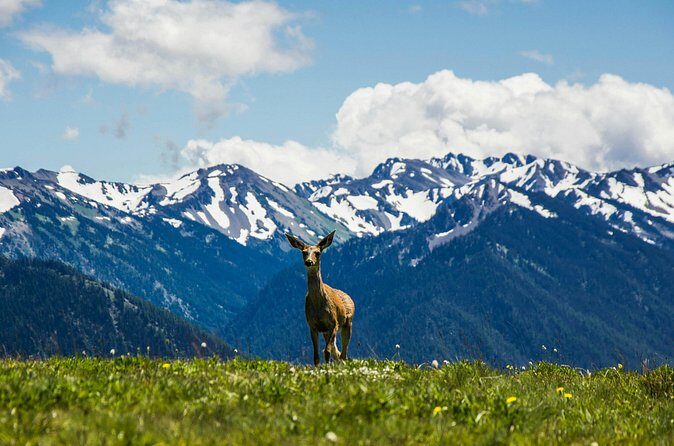 Olympic Two Day Private Tour and Hike - Final Thoughts