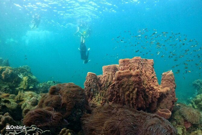 OnBird - PRIVATE ADVENTURE SNORKELING - explore Half-moon reef & Coral Mountain - An Authentic and Personalized Snorkeling Experience