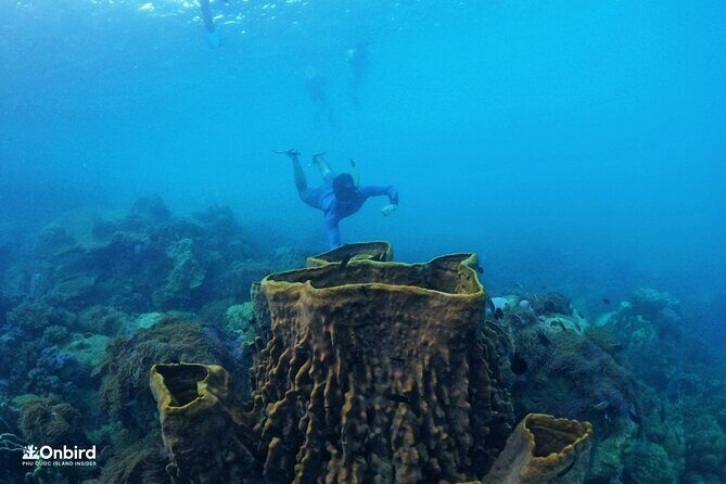 OnBird - PRIVATE ADVENTURE SNORKELING - explore Half-moon reef & Coral Mountain - Why This Tour Offers Excellent Value