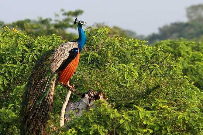 Once-in-a-lifetime Experience in Sri Lanka - 8 Days - Why This Tour Could Be the Right Choice for You