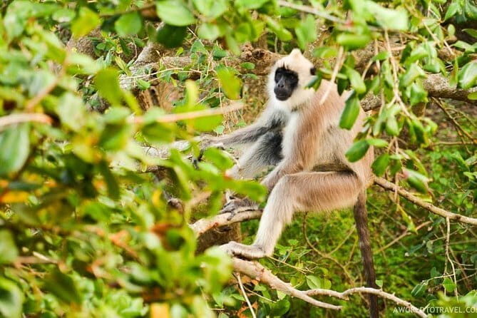 Once-in-a-lifetime Experience in Sri Lanka - 8 Days - Exploring the Itinerary in Detail