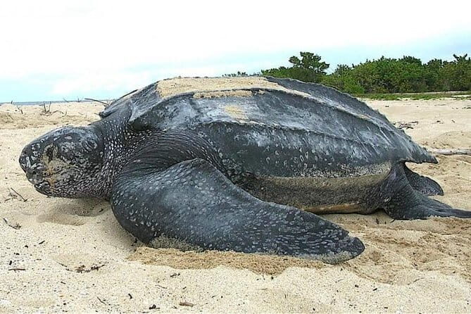 Once-in-a-lifetime Experience in Sri Lanka - 8 Days - Final Thoughts: Who Is This Tour Best For?