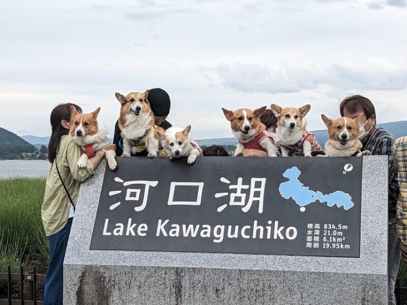 One Day 10hrs Mount Fuji Tour English Speaking Driver - Key Points