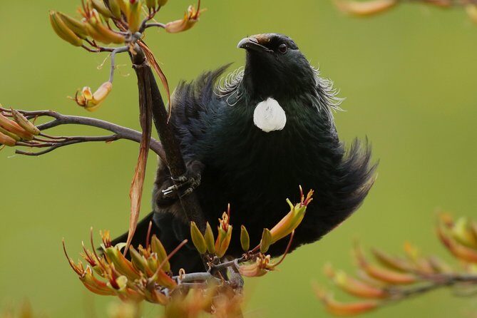 One Day Birding Adventure - A Deep Dive into the Experience